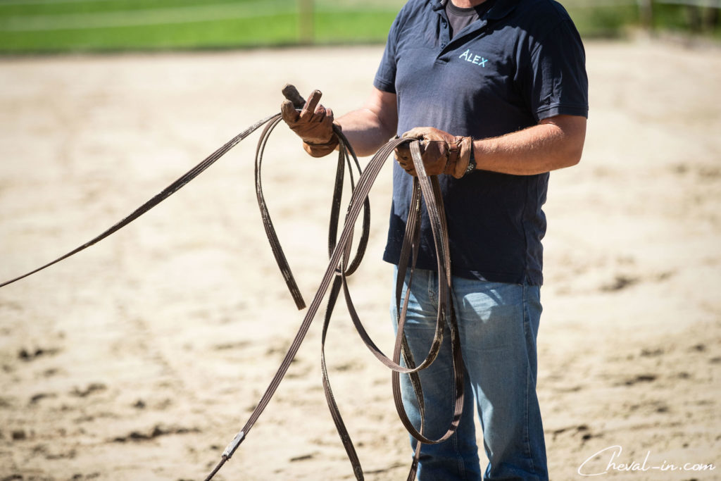 Les bases du travail aux longues rênes (partie 1) - Cheval-in