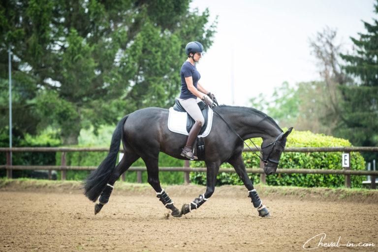 L’extension d’encolure : utilité et mode d’emploi - Cheval-in