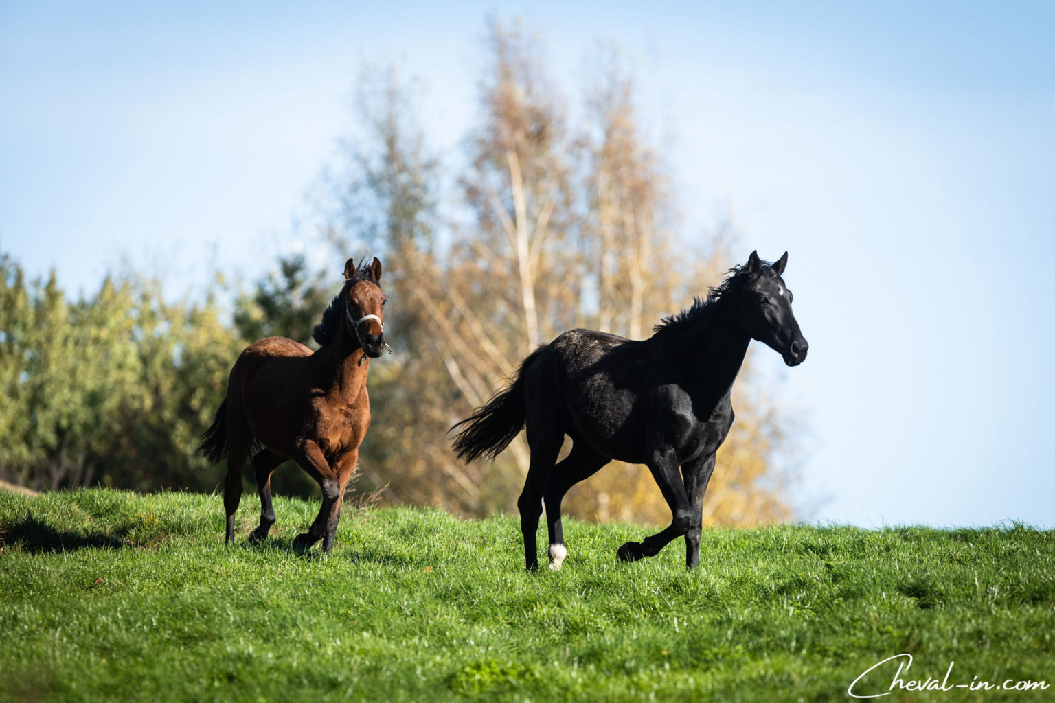 Elevage du Jade : des chevaux de dressage qui allient modernité et ...