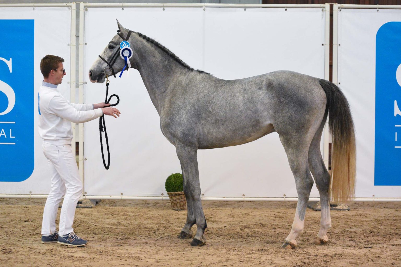 Elevage : comment choisir le bon étalon pour sa jument ? - Cheval-in
