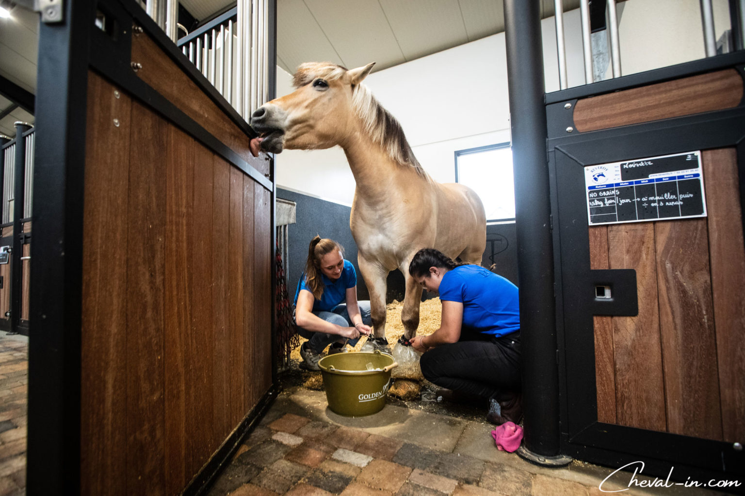 Coulisses | En visite dans la nouvelle clinique Equitom à Namur - Cheval-in