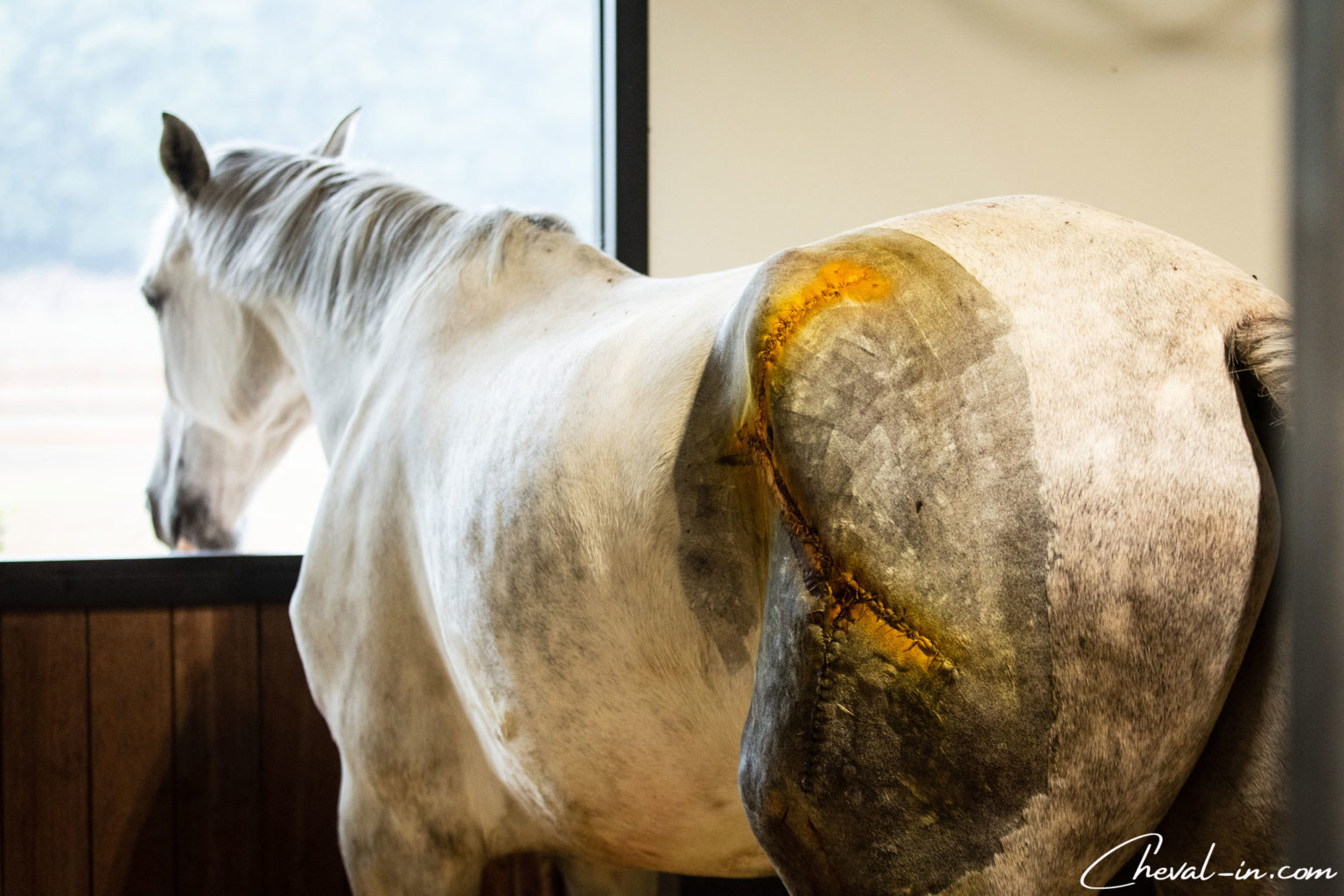 Coulisses | En visite dans la nouvelle clinique Equitom à Namur - Cheval-in
