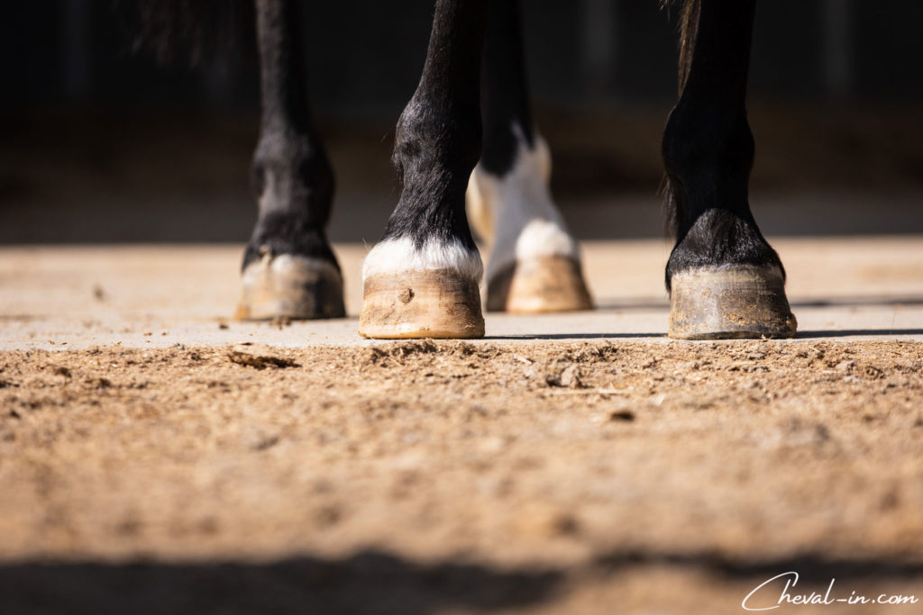 Passer son cheval pieds nus : quelques conseils pour une bonne ...