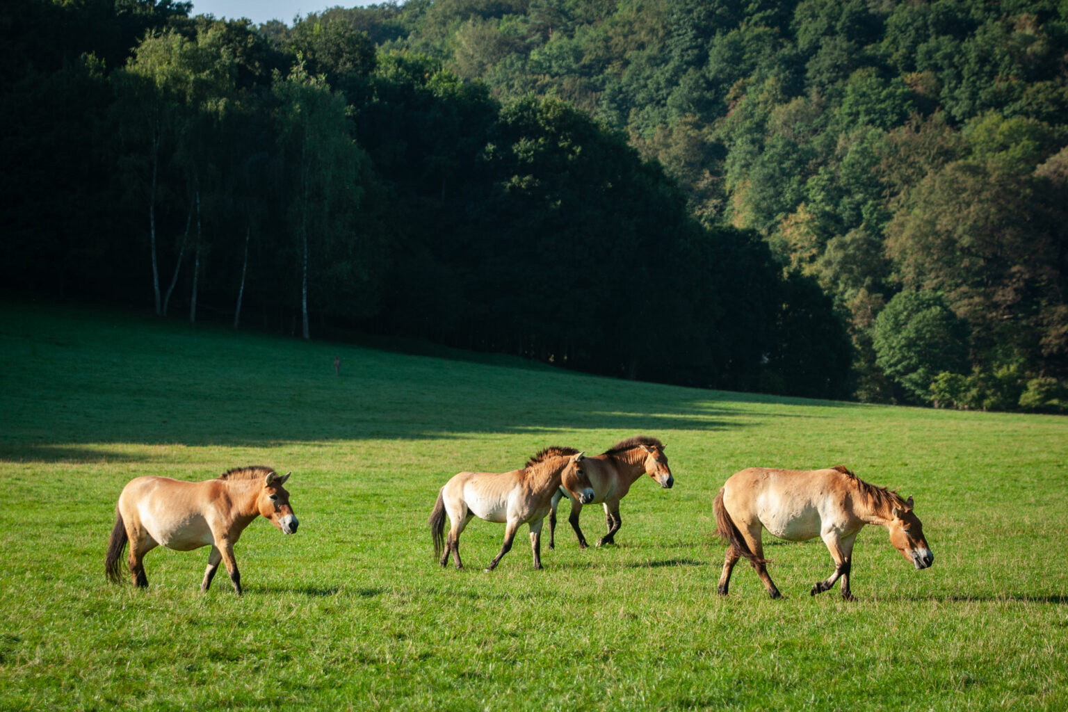 La complexité des troupeaux de chevaux sauvages révélée par des drones ...